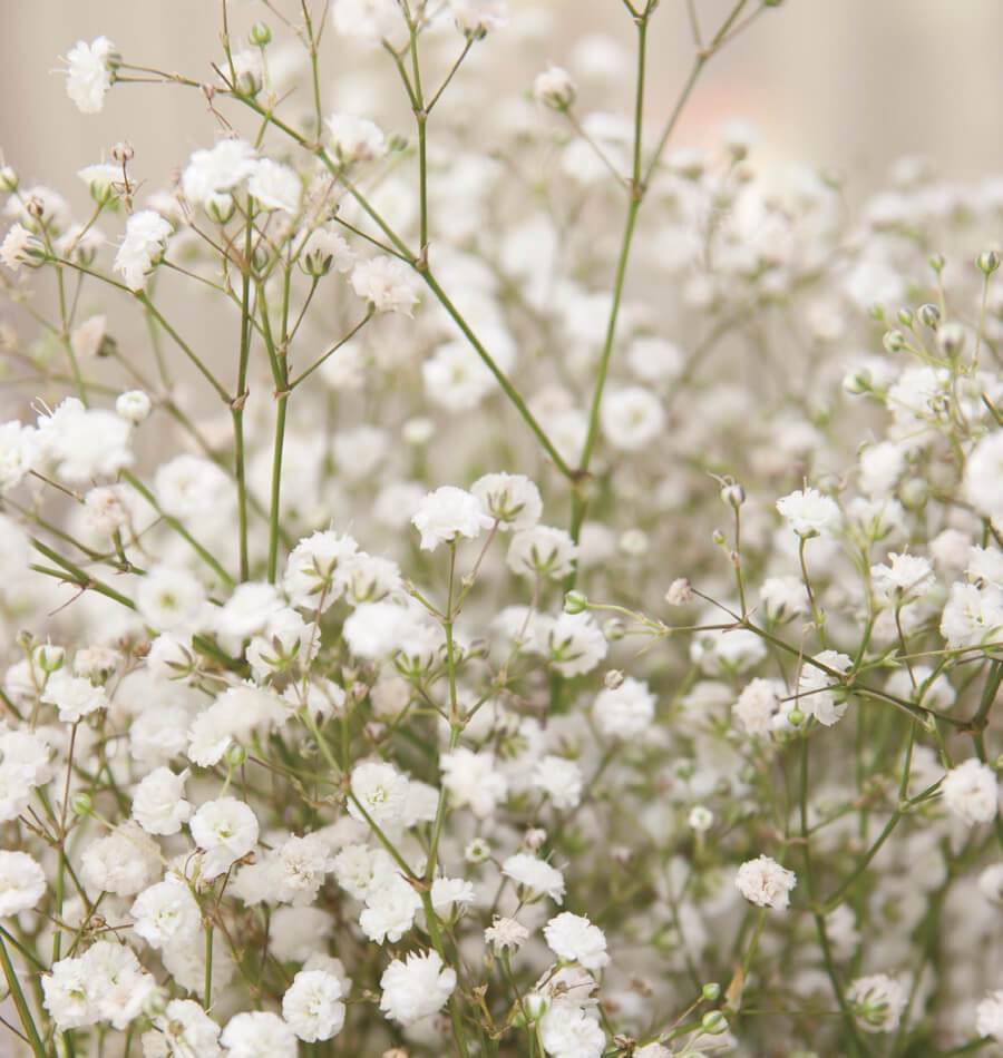 How to Grow Gypsophila Baby's Breath from Seeds – WCS Fundraising