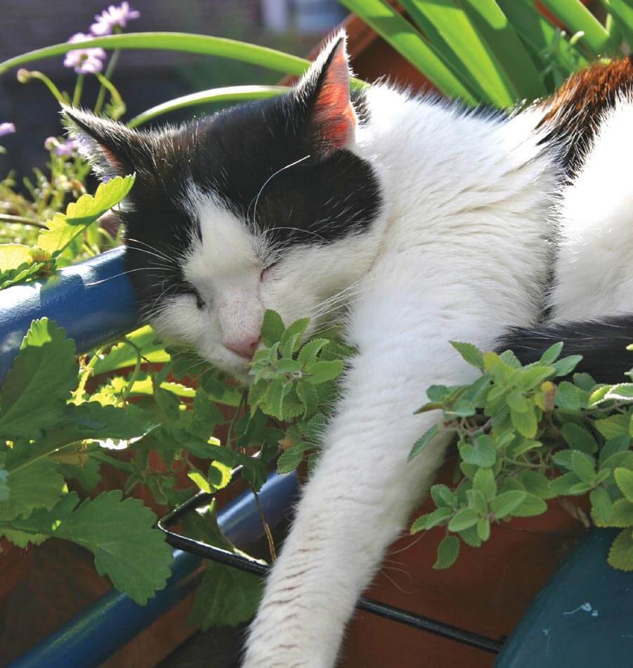 How to Grow Catnip – WCS Fundraising