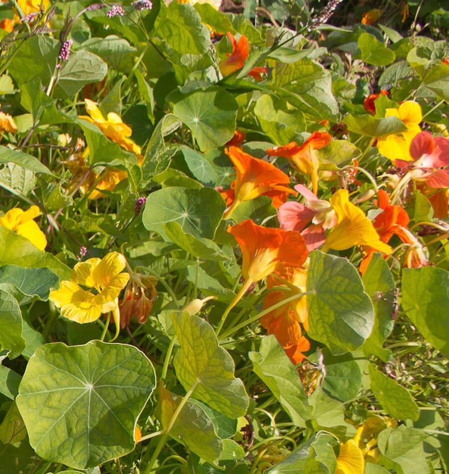 Jewel Mix Nasturtium Seeds – WCS Fundraising