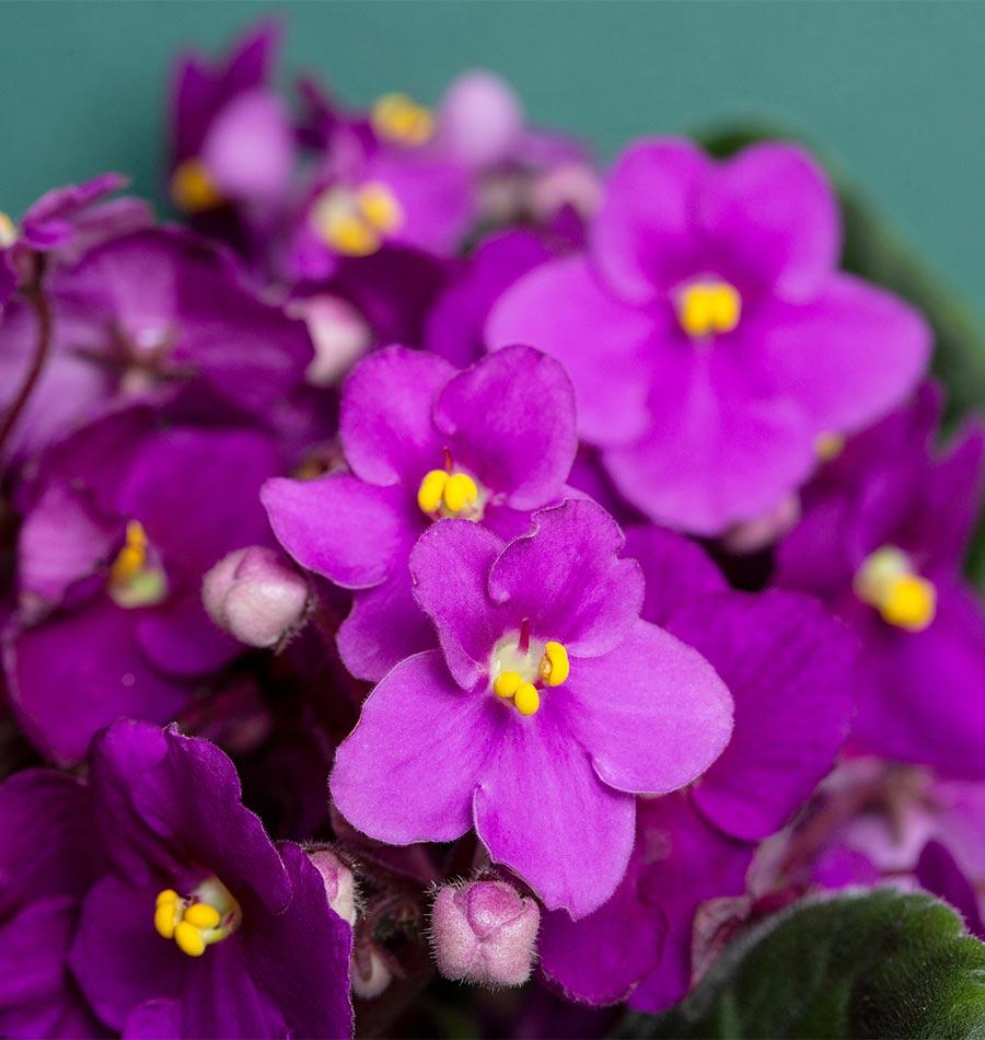 How to Grow African Violets – WCS Fundraising