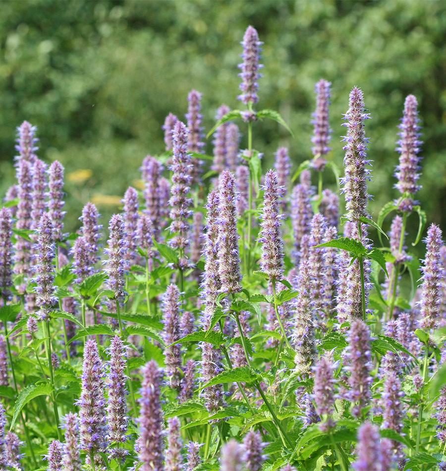 How to Grow Agastache | West Coast Seeds – WCS Fundraising