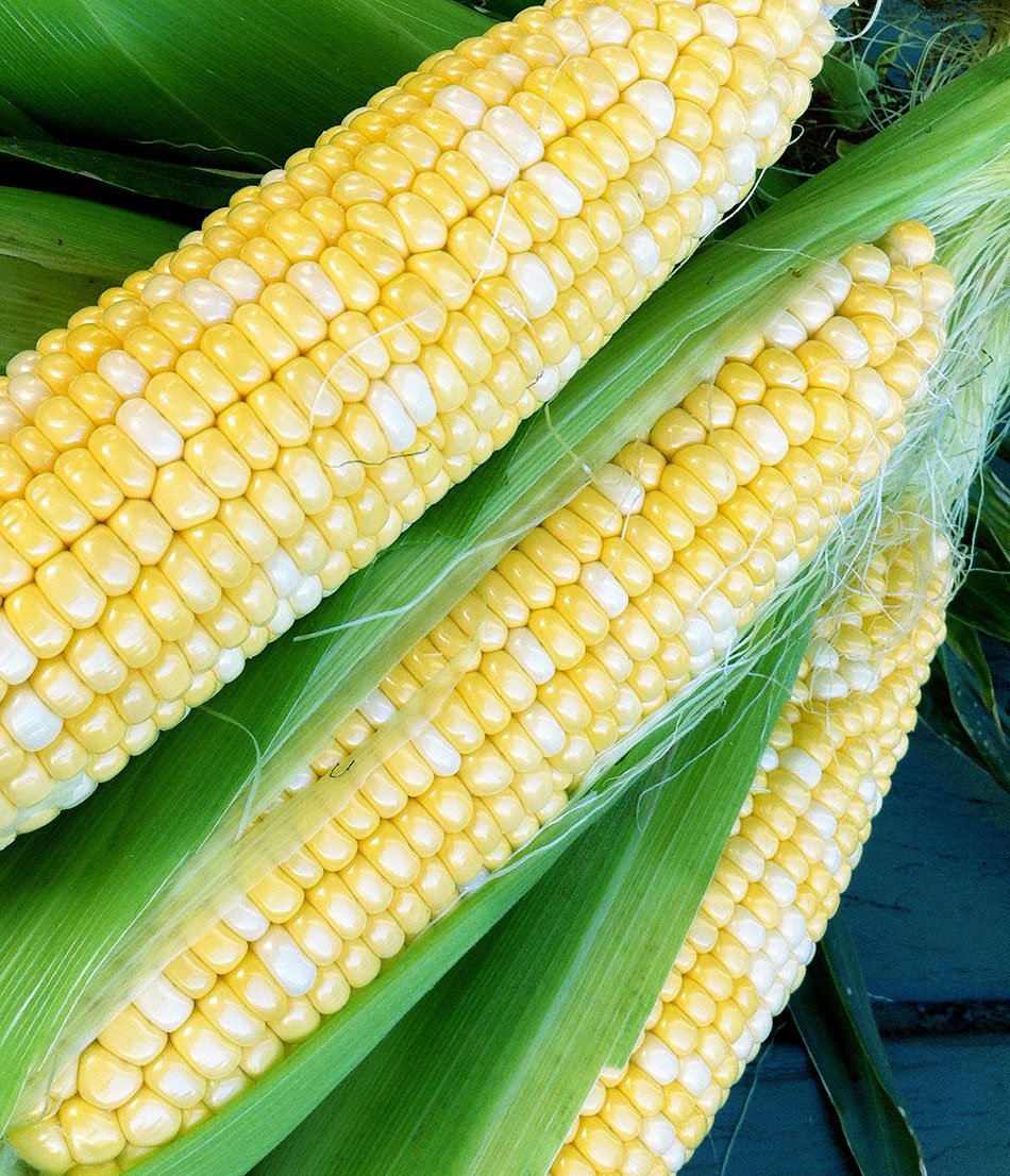 Simplicity F1 Corn Seeds – WCS Fundraising